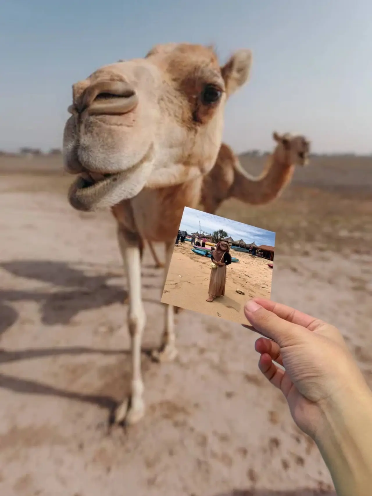 5 Editan Foto Nyeleneh Cewek Ingin di Padang Pasir Bareng Unta Ini ...