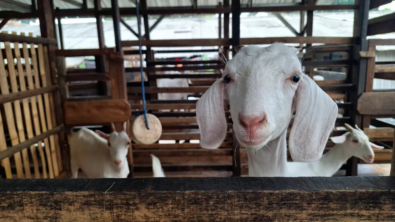 Muslim Wajib Tau! Ini 5 Syarat Sah Hewan Kurban untuk Idul Adha, Apa Saja? - Islami Liputan6.com