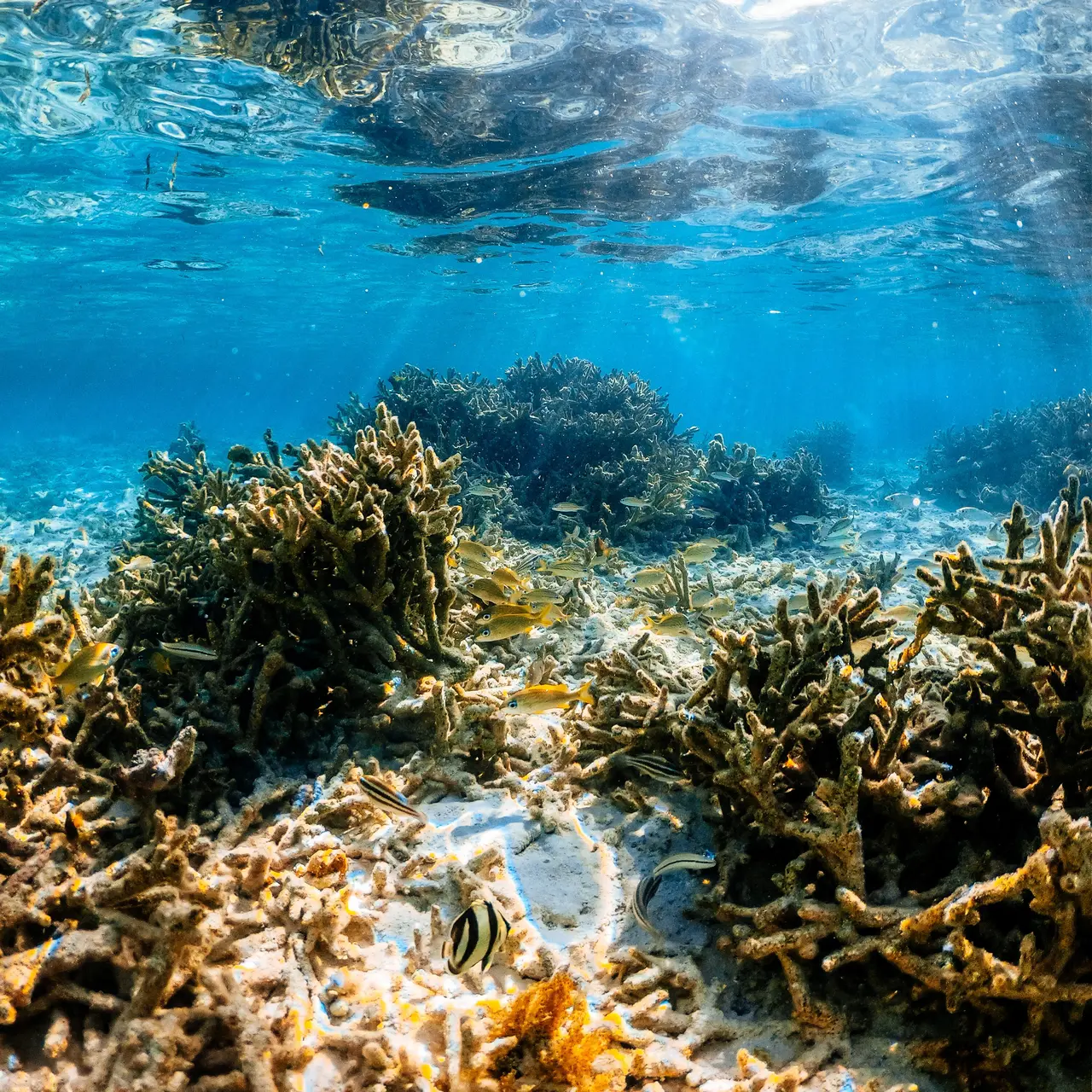 Jenis-Jenis Terumbu Karang, Lengkap Beserta Penjelasannya - Ragam Bola.com