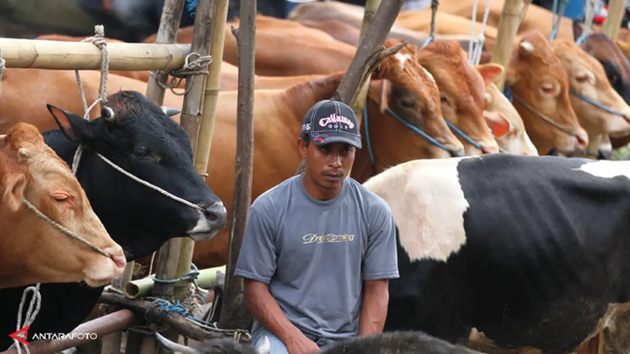 Sentra Sapi Daerah Siap Pasok Daging Besar-besaran ke Jakarta - Bisnis ...