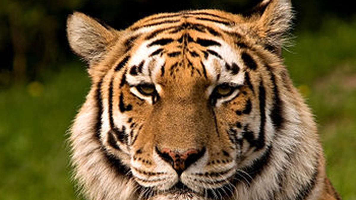 Macan Terjebak di Kandang Ayam Bikin Geger Warga Cilacap