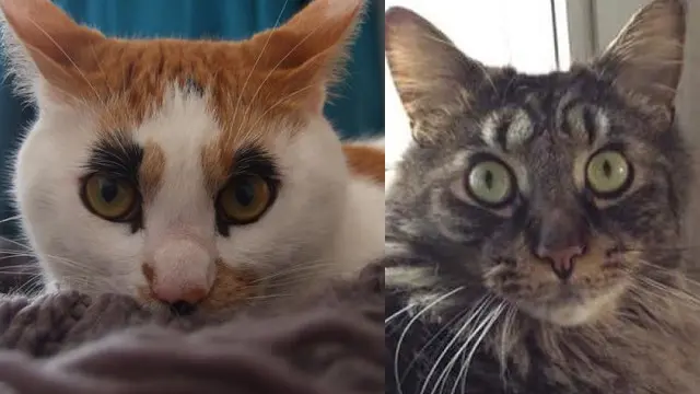 Kucing-Kucing dengan Warna dan Pola Bulu yang Unik, Mana yang Kamu Suka ...