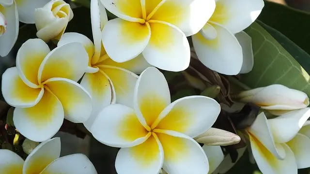 Arti Mitos Bunga Kemboja yang Perlu Dipahami - Ragam Bola.com