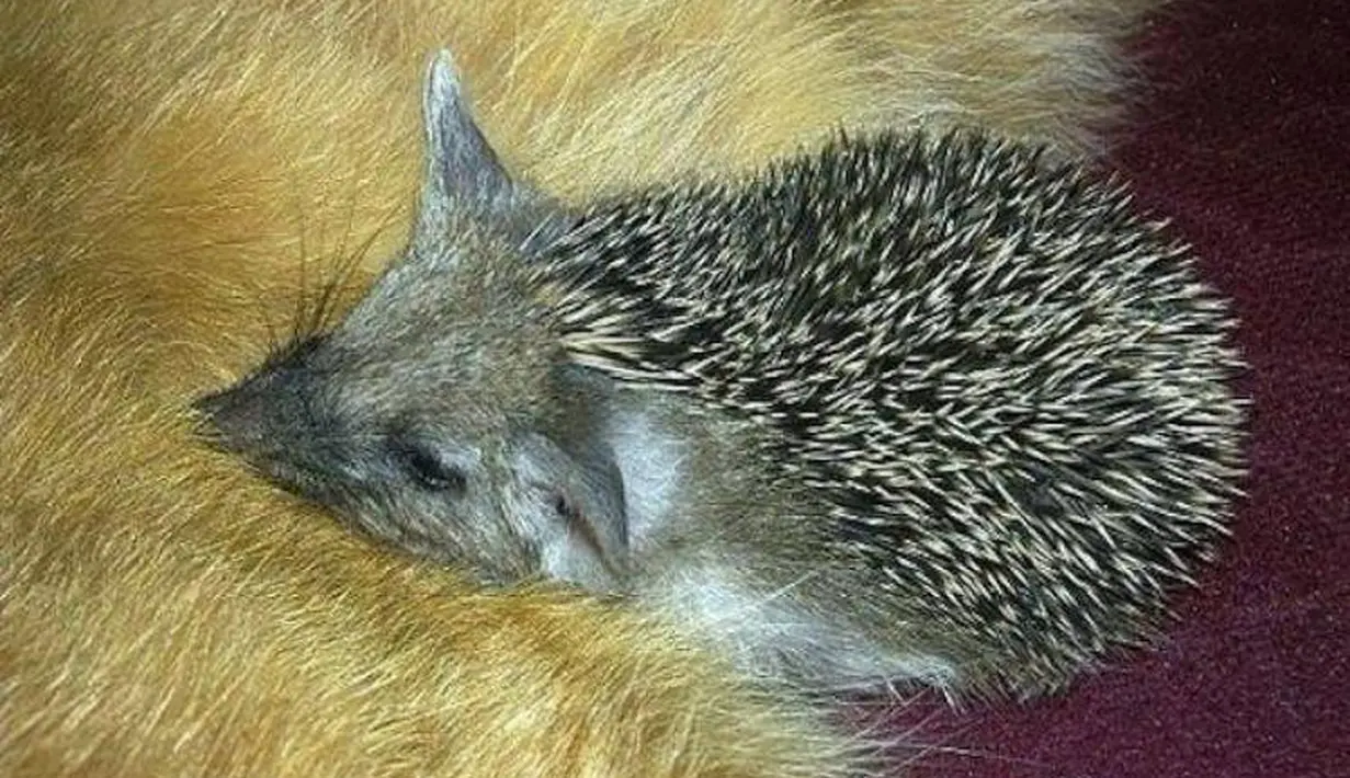 Potret Hangat Kucing Baik Hati Yang Rawat Anak Landak - Photo Fimela.com