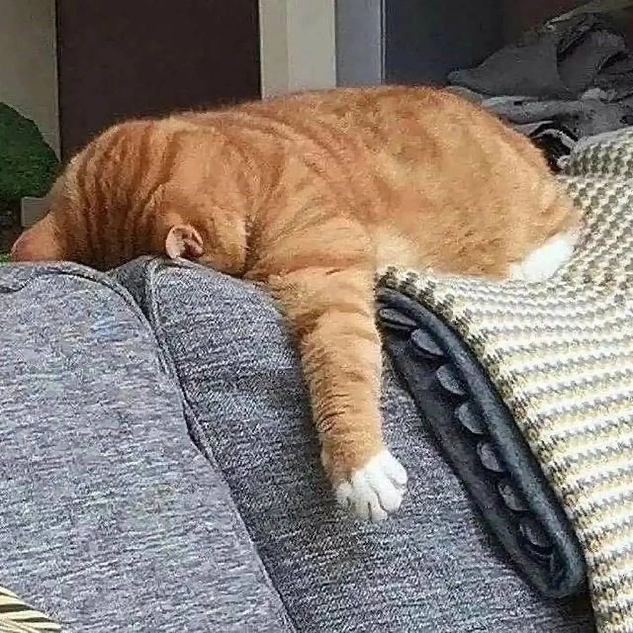 6 Potret Kucing Malas Gerak Ini Tampak Lucu, Pose Rebahan Bikin Gemas ...