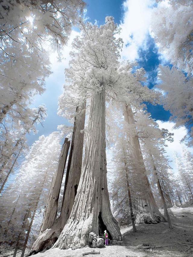 6 Hasil Foto Unik Infrared Photography, Bikin Melongo - Hot Liputan6.com