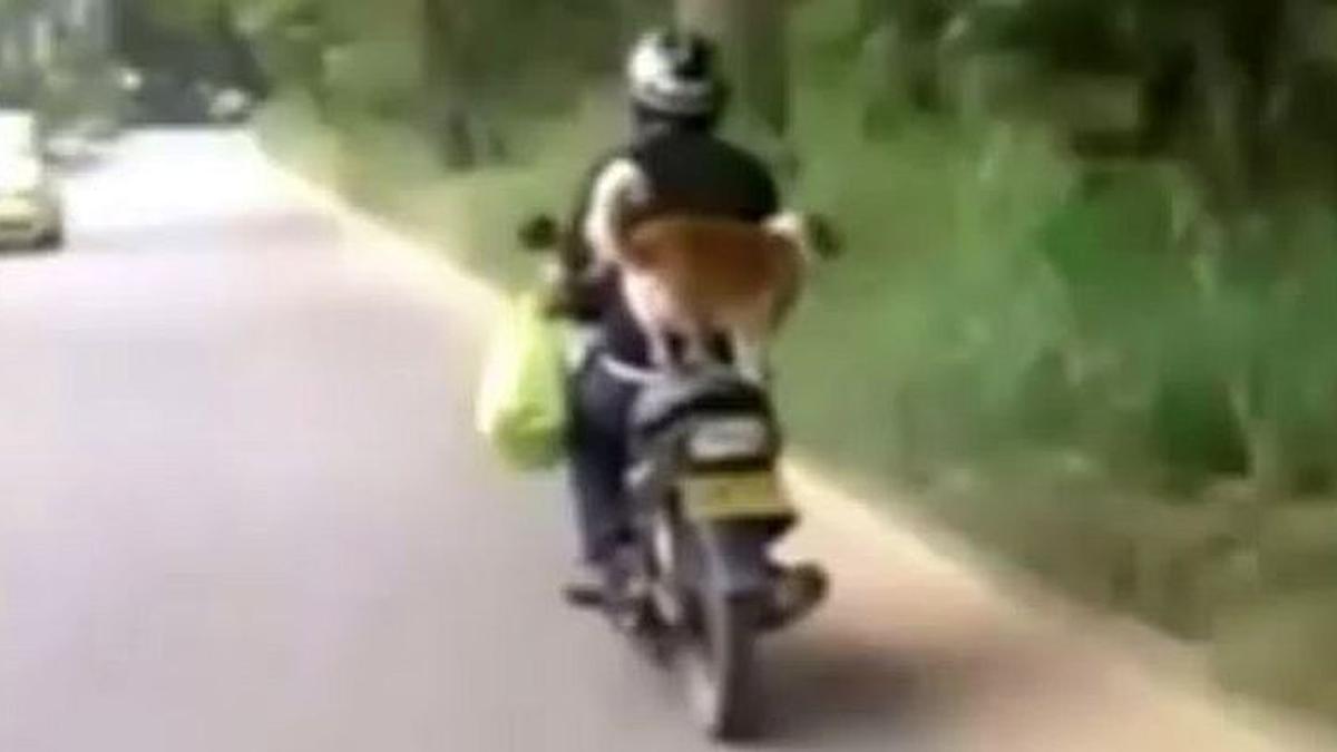 Jangan Bonceng Anjing di Motor, Ancaman Denda Rp 1,5 juta - Otomotif ...