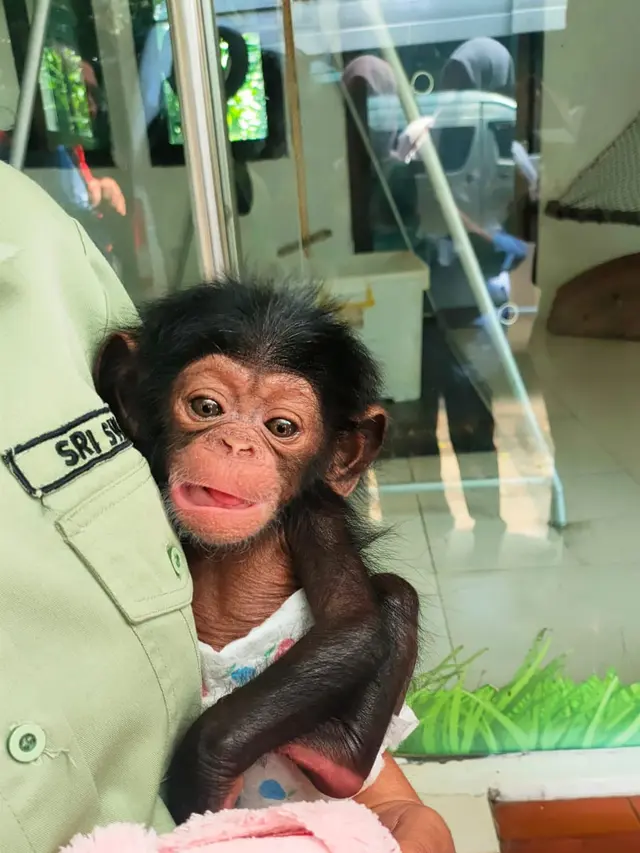 Kelahiran Bayi Satwa Endemik di Taman Safari Indonesia Bogor, Mulai ...