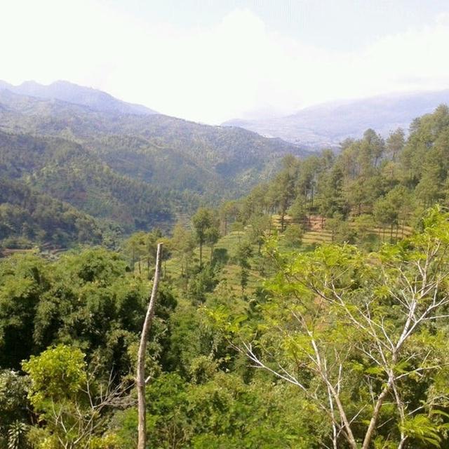 Sejak Kapan Babi Ngepet Dikenal di Indonesia? Jejaknya Konon Sudah Ada ...