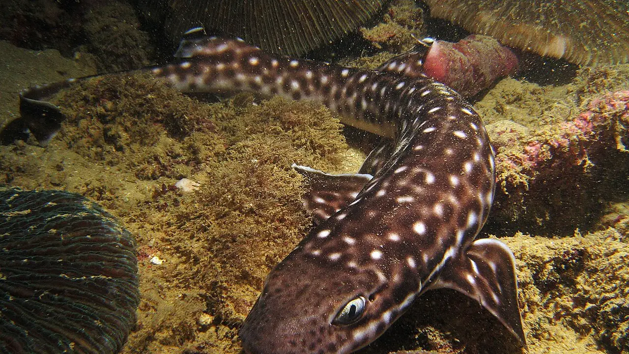 Mau Pelihara Hiu? Kenali 7 Spesies yang Bisa Jadi Hewan Peliharaan ...