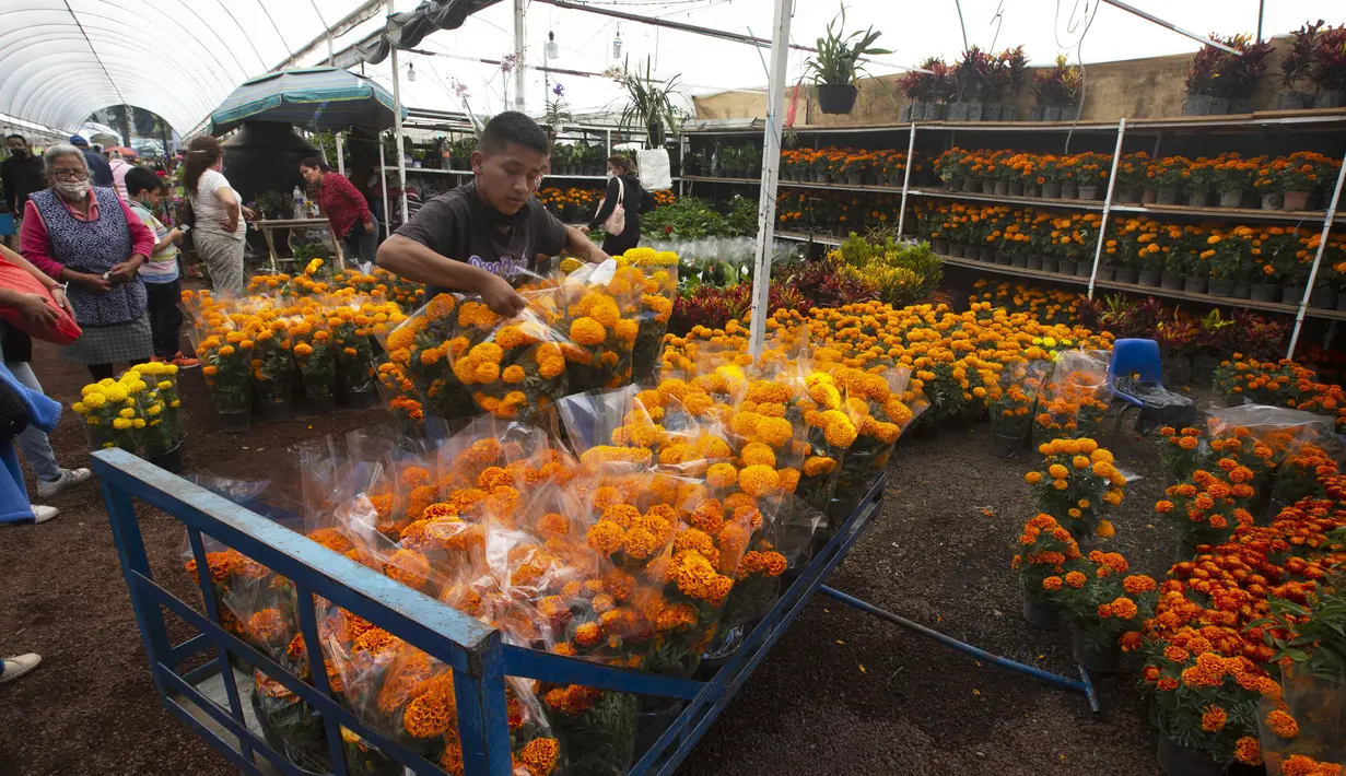 FOTO: Panen Bunga Marigold Jelang Day of the Dead di Meksiko - Foto ...