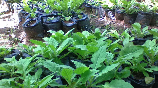 6 Daun Herbal Terbukti Mujarab Usir Kolesterol, Aman Tanpa Efek Samping