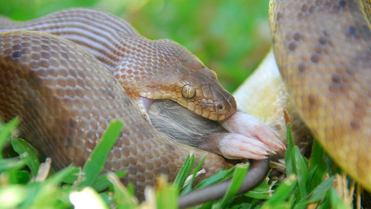 5 Jenis Ular Ini Sering Ditemukan di 'Ibu Kota Ular' Australia