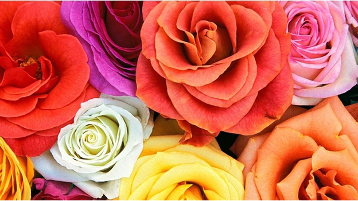 4 Manfaat Bunga Mawar Bagi Kecantikan