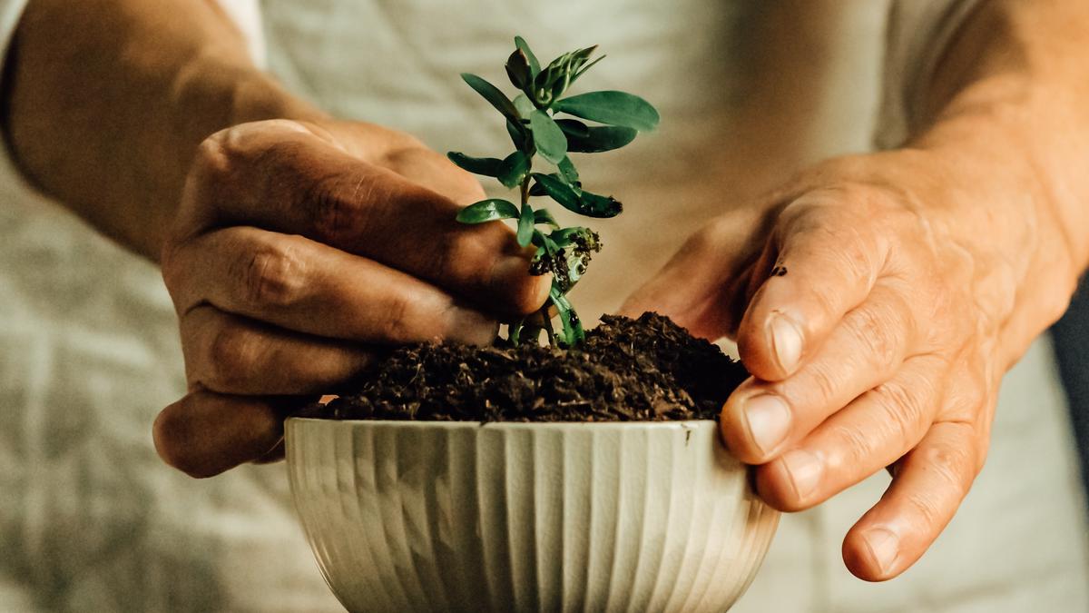 Cara Membuat Kompos yang Alami dan Mudah