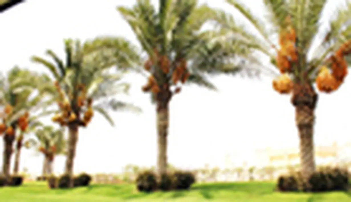 Lebatnya Kurma di Qatar - Foto Liputan6.com