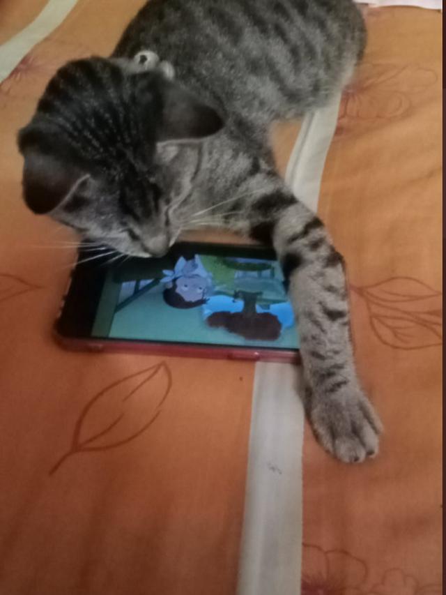 Bertingkah Seperti Manusia, 6 Potret Kucing saat Main HP Ini Bikin ...