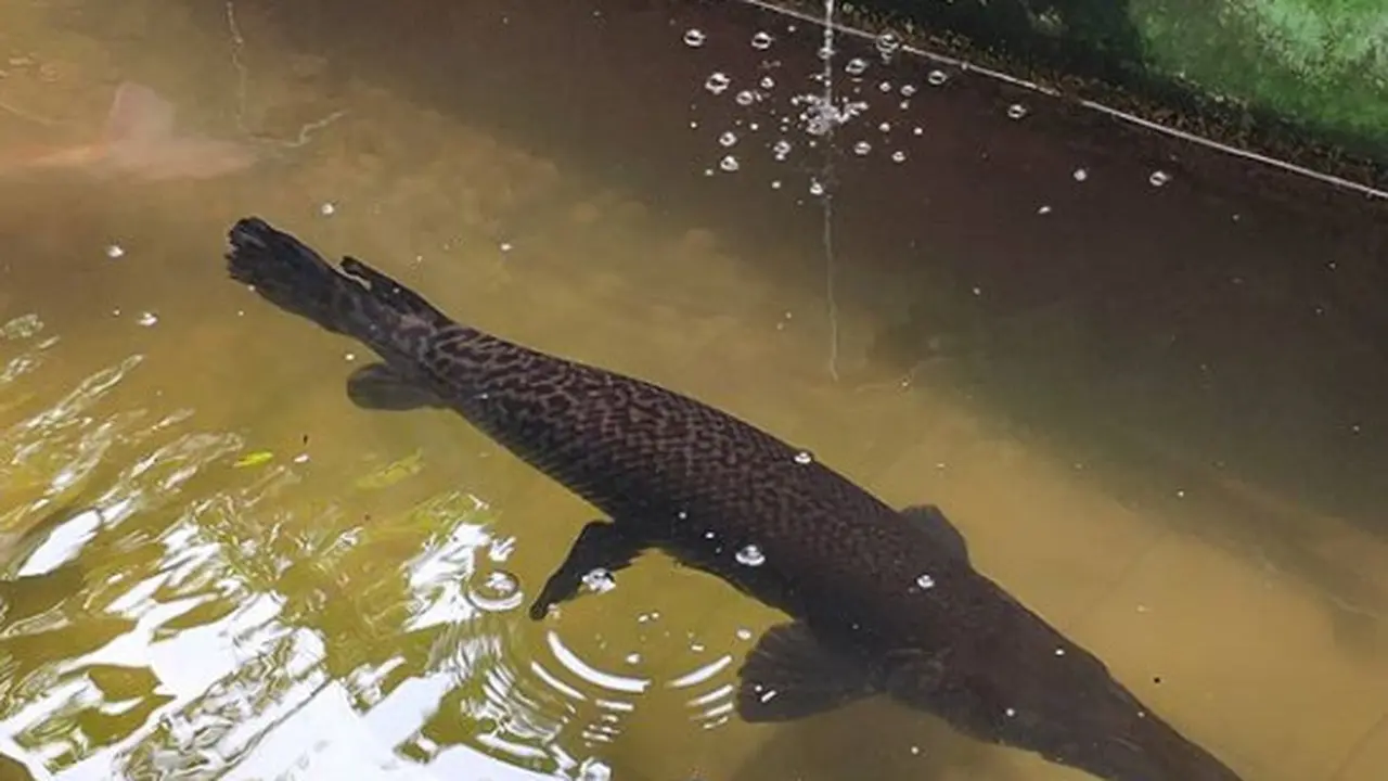 Ikan Aligator Gar, Si Predator Raksasa yang Dilarang Dipelihara di ...