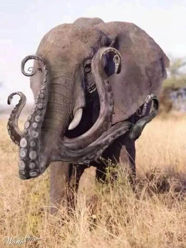 6 Editan Foto Gajah dengan Hewan Lain Ini Absurd, Bikin Ngakak - Hot ...