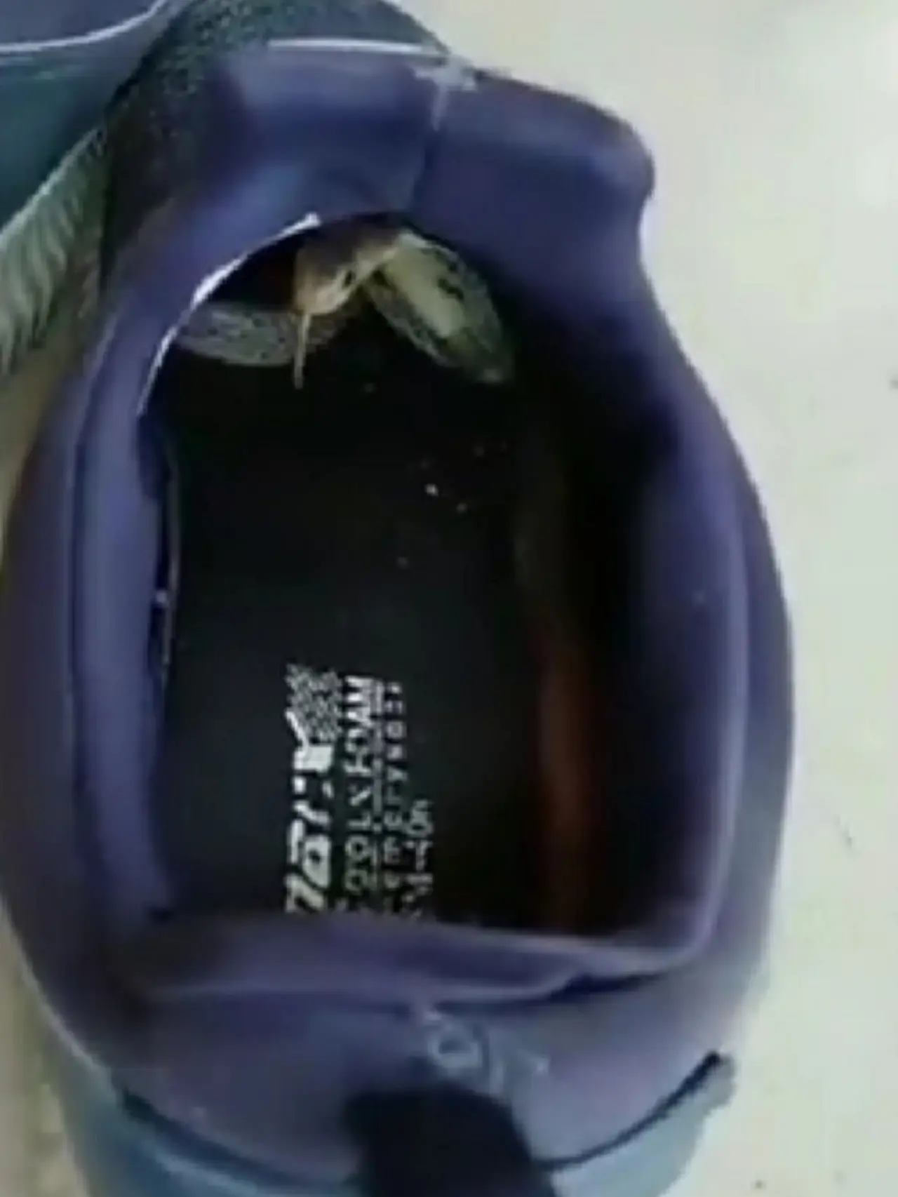6 Momen Ular Sembunyi di Dalam Sepatu, Bikin Merinding - Hot Liputan6.com