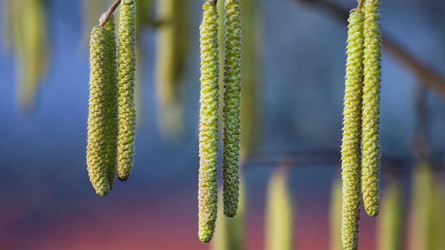 Fakta Menarik Catkin, Bunga dari Pohon Poplar yang Dikaitkan dengan Hujan Cacing di China ...