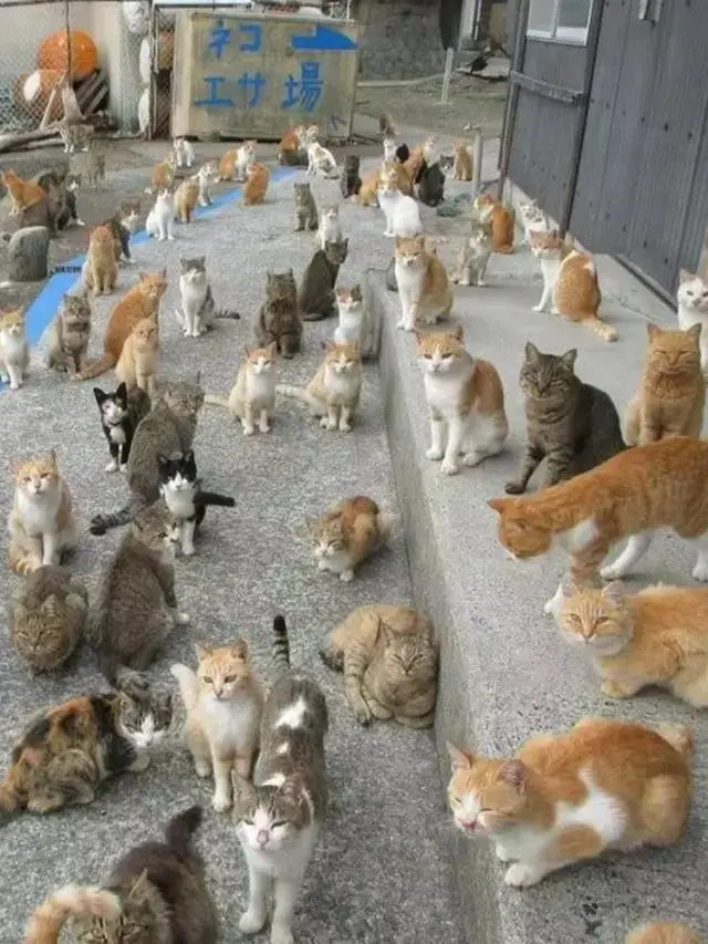 10 Potret Lucu Kucing Lagi Kumpul, Bak Bocah Nongkrong Bareng - Hot ...