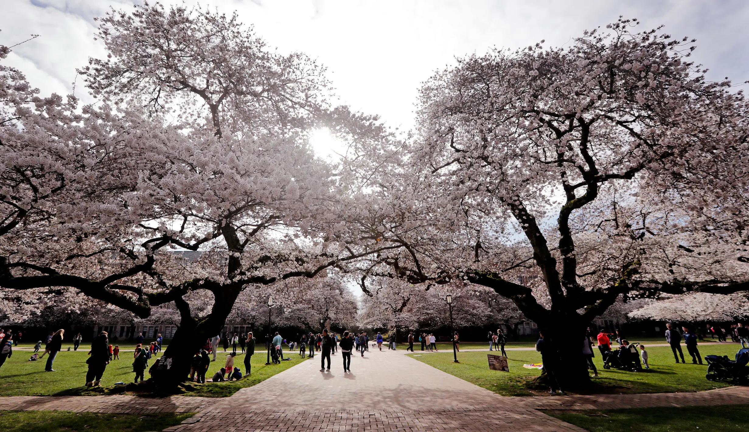 FOTO: Tak Hanya Jepang, Seperti Ini Penampakan Bunga Sakura di Washington - Foto Liputan6.com