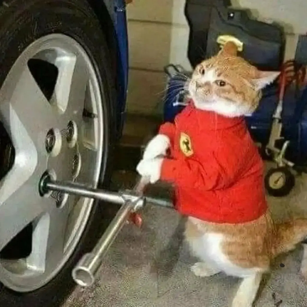 Dibesarkan di Bengkel, Ini 7 Potret Kocak Kucing Saat Bertingkah Jadi ...