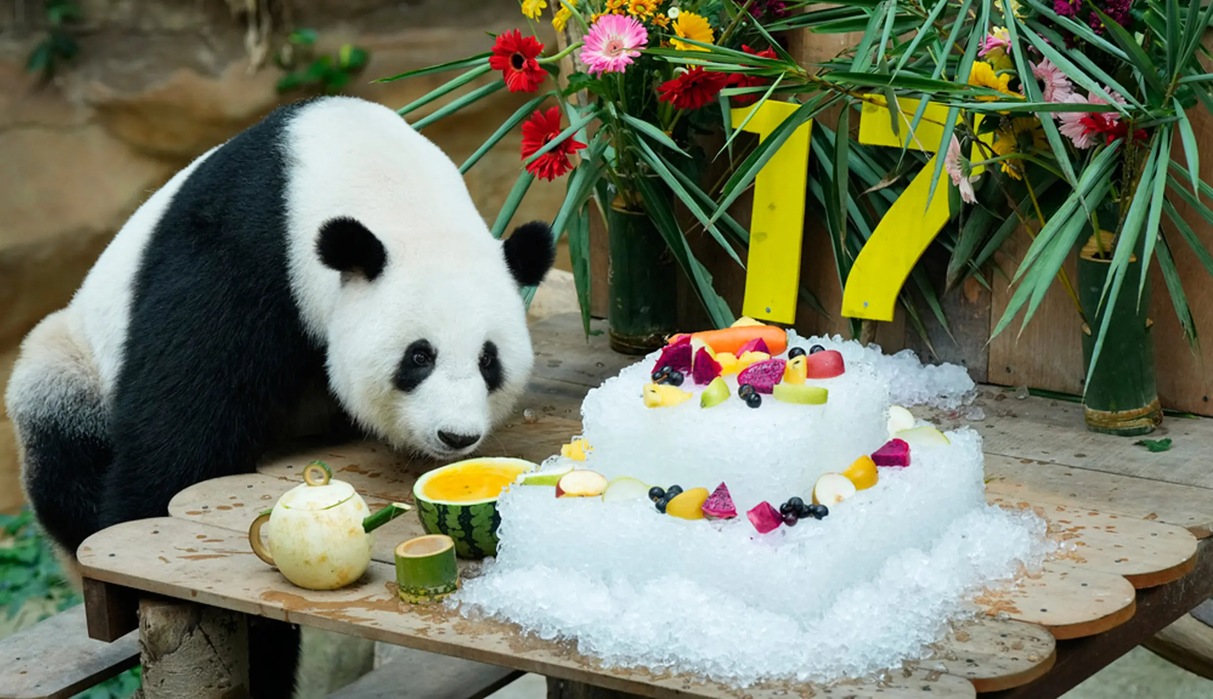 Panda Raksasa Xing Xing dan Liang Liang Rayakan HUT ke-17 di Kebun ...