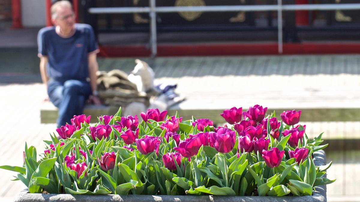 FOTO: Bunga Tulip Hiasi Jalan Amsterdam Saat Pandemi COVID-19 - Foto Liputan6.com