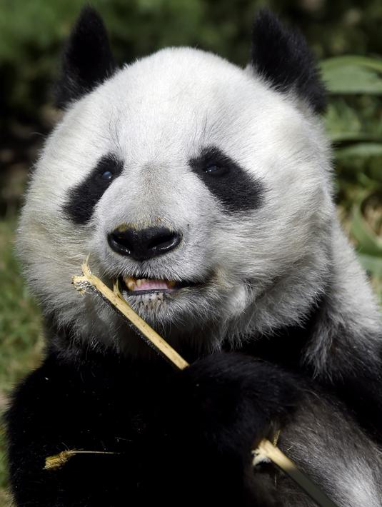 FOTO: Menengok Xin Xin dan Shuan Shuan, Panda Imut Milik Meksiko - Foto ...