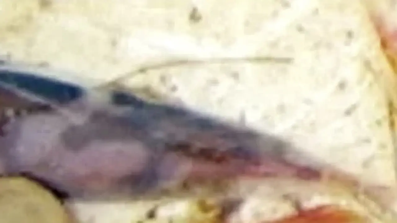 Ikan 'Bermata Tiga' Ditemukan di Samudera Pasifik Barat, Ini Faktanya ...