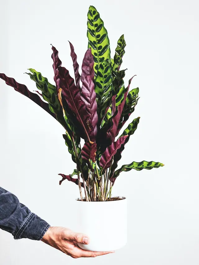 15 Jenis Tanaman Hias Tren di 2025, Jadi Buruan Pencinta Tanaman - Hot ...