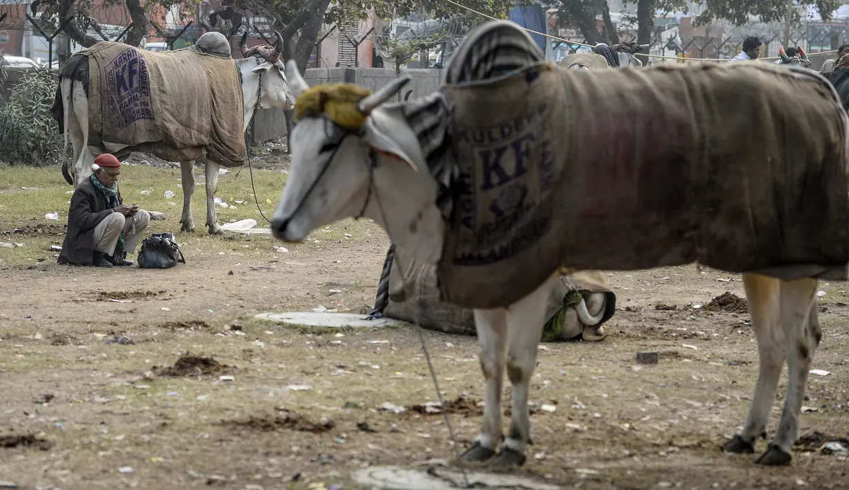 FOTO: Cuaca Dingin, Sapi di India Diberi Selimut - Foto Liputan6.com