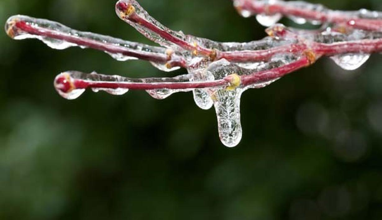Indahnya Badai Salju Membekukan Bunga-Bunga Cantik Ini - Photo Fimela.com