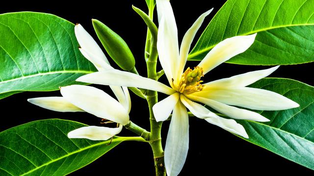 10 Tanaman Bunga Wangi Cocok untuk Hiasan Rumah, Cantik dan Menenangkan