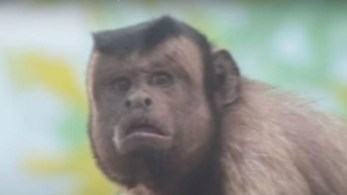 Viral, Monyet Lucu Punya Wajah dan Ekspresi Mirip Manusia - Citizen6 ...