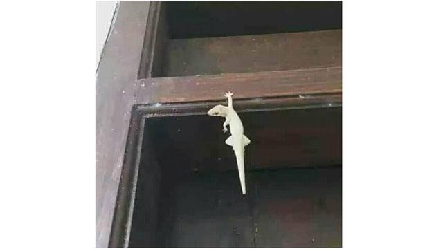 5 Potret Aksi Cicak Ini Bikin Geleng-geleng Kepala, Bisa Ngelawak - Hot ...