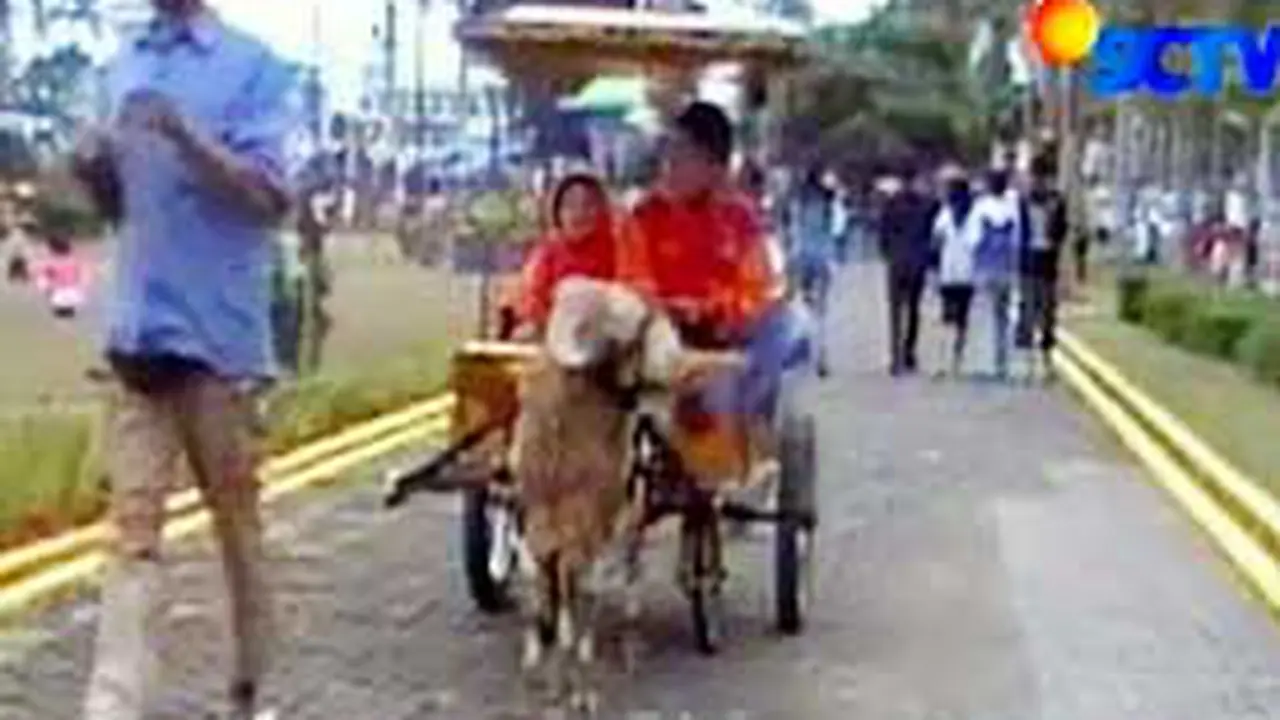 Deldom, Delman yang Ditarik Domba - News Liputan6.com