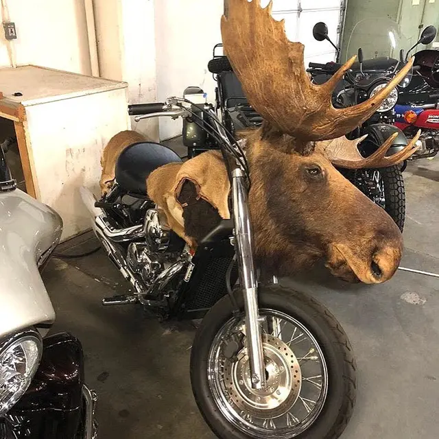 6 Modifikasi Motor Tema Hewan Bertanduk Ini Nyentrik Banget - Hot ...