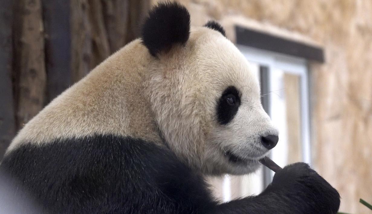 Jelang Piala Dunia 2022, Sepasang Panda Raksasa China Tiba di Qatar ...