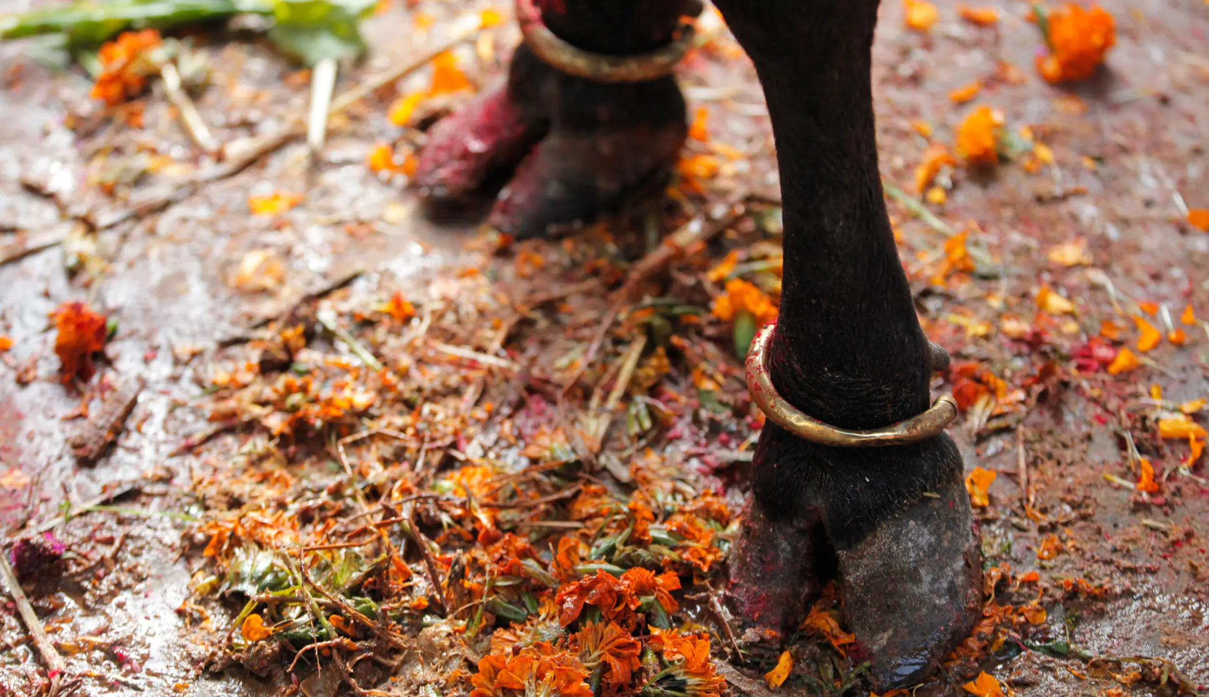 FOTO: Sapi Disembah dalam Festival di Nepal - Foto Liputan6.com