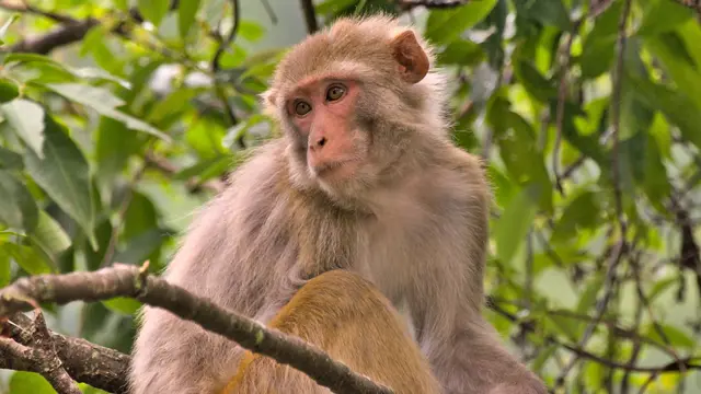 8 Jenis Primata Paling Berbahaya di Dunia, Jangan Coba Mendekat ...