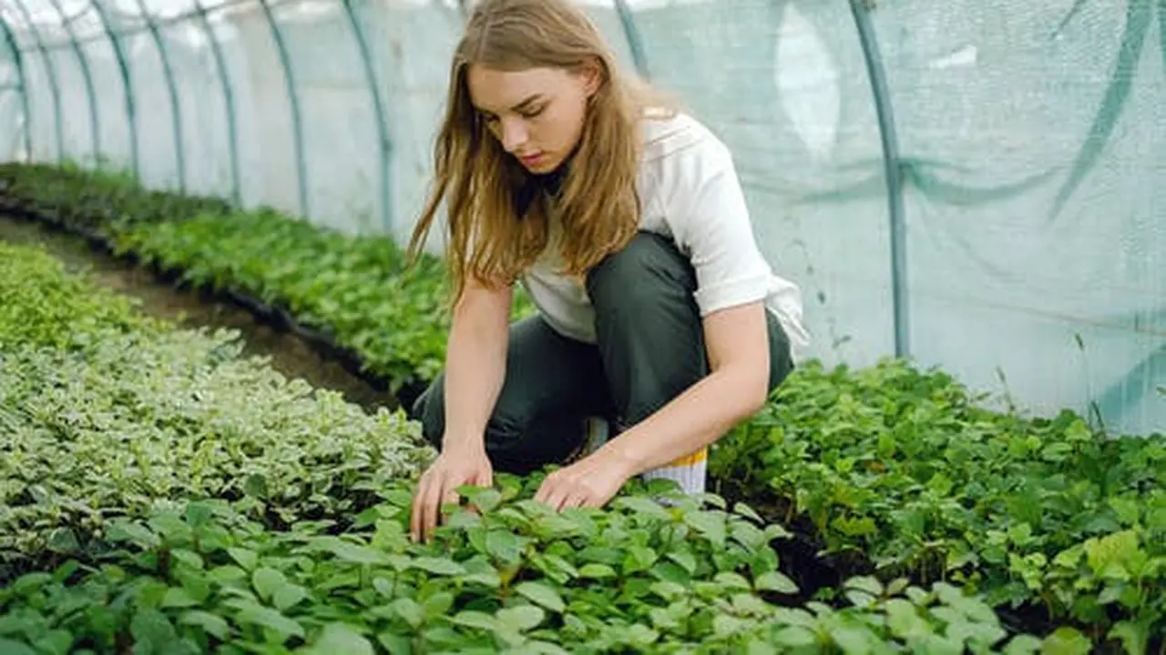 Agribisnis adalah Usaha Berbasis Pertanian, Kenali Sektornya - Hot ...