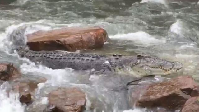 Kamuflase Adalah Teknik Penyamaran, Ini Jenis dan Tekniknya Pada Hewan ...