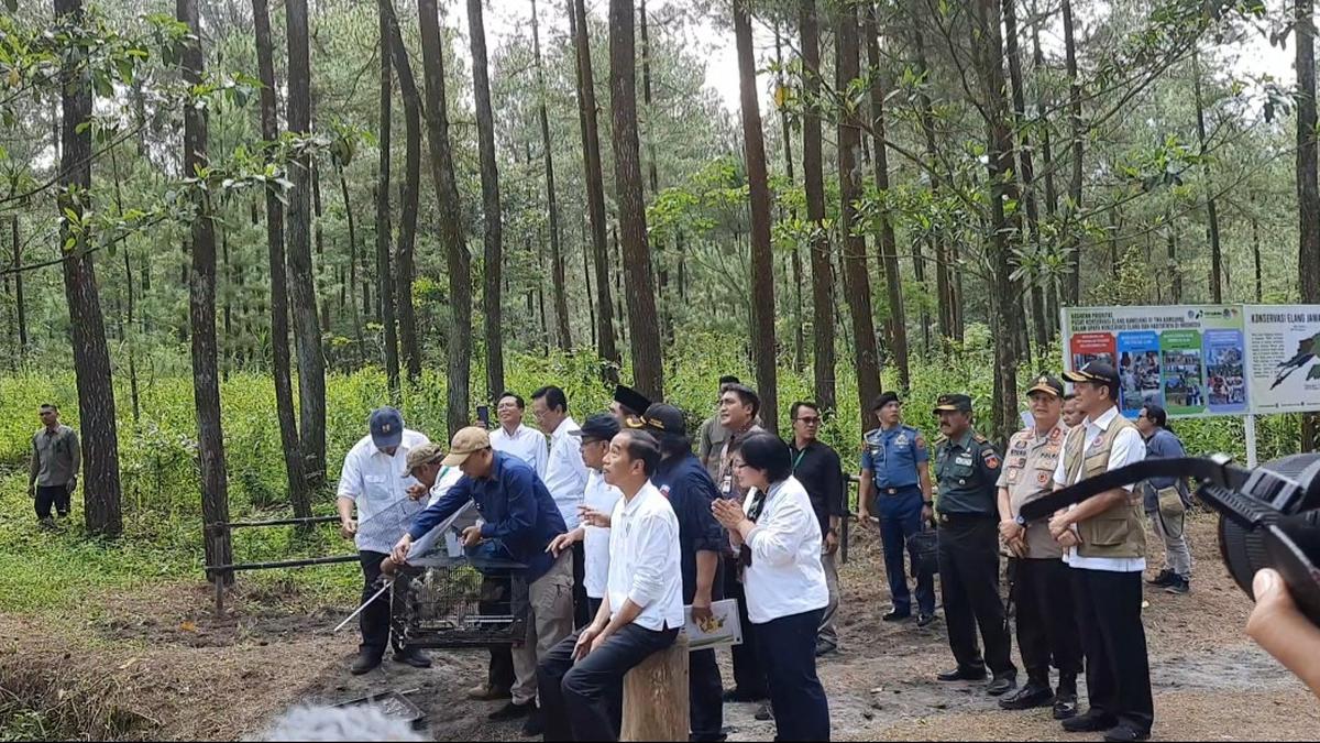Mengintip Aksi Jokowi Lepasliarkan Elang Jawa di Taman Nasional Gunung Merapi - News Liputan6.com