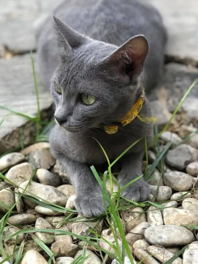 Cat Lover Masuk! Ini 5 Fakta Kucing Busok, Asli Madura dan Diakui Dunia ...