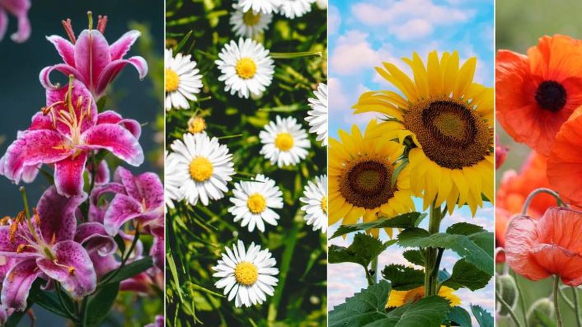 Pilih Satu Bunga Favorit, Jawabannya Ungkap Kepribadian Tersembunyimu ...