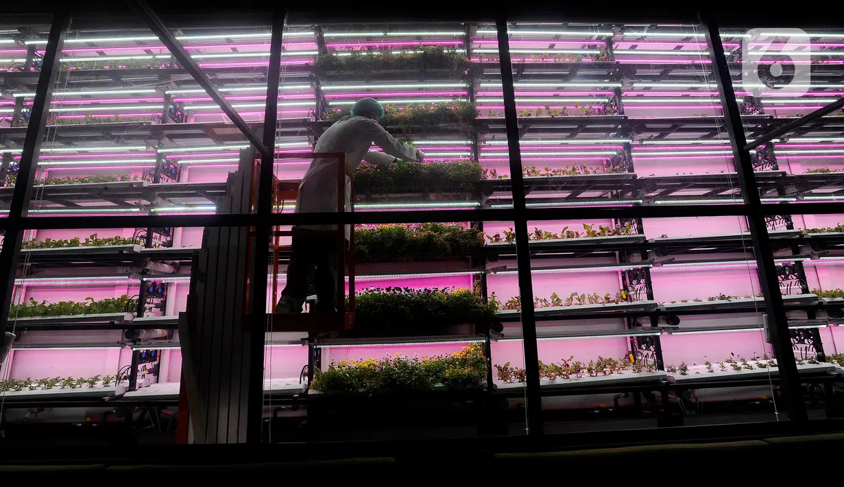 Unik, Kafe di Tangerang Selatan Hadirkan Pertanian Dalam Ruangan - Foto ...