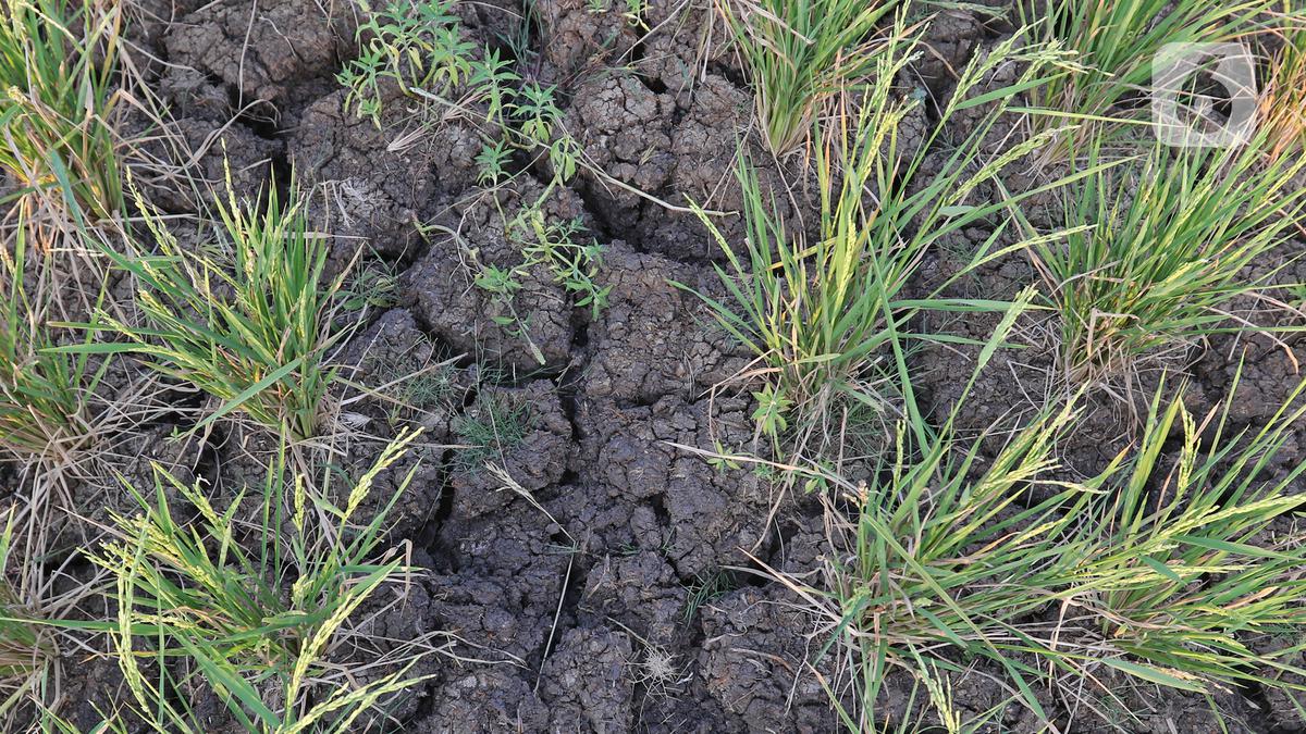 Top 3: Daftar Kota di Indonesia yang Bakal Dilanda Kemarau Parah Akibat ...